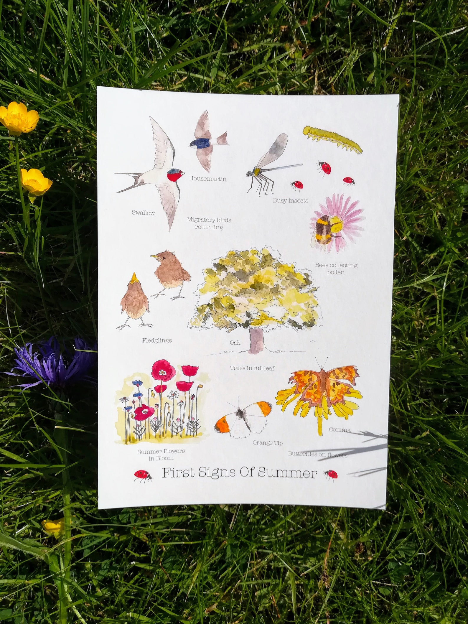First Signs of Summer A5 Print Nature Print Seasons Poster - Etsy