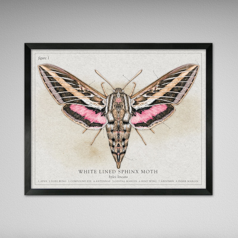 Antique Moth Print - Etsy