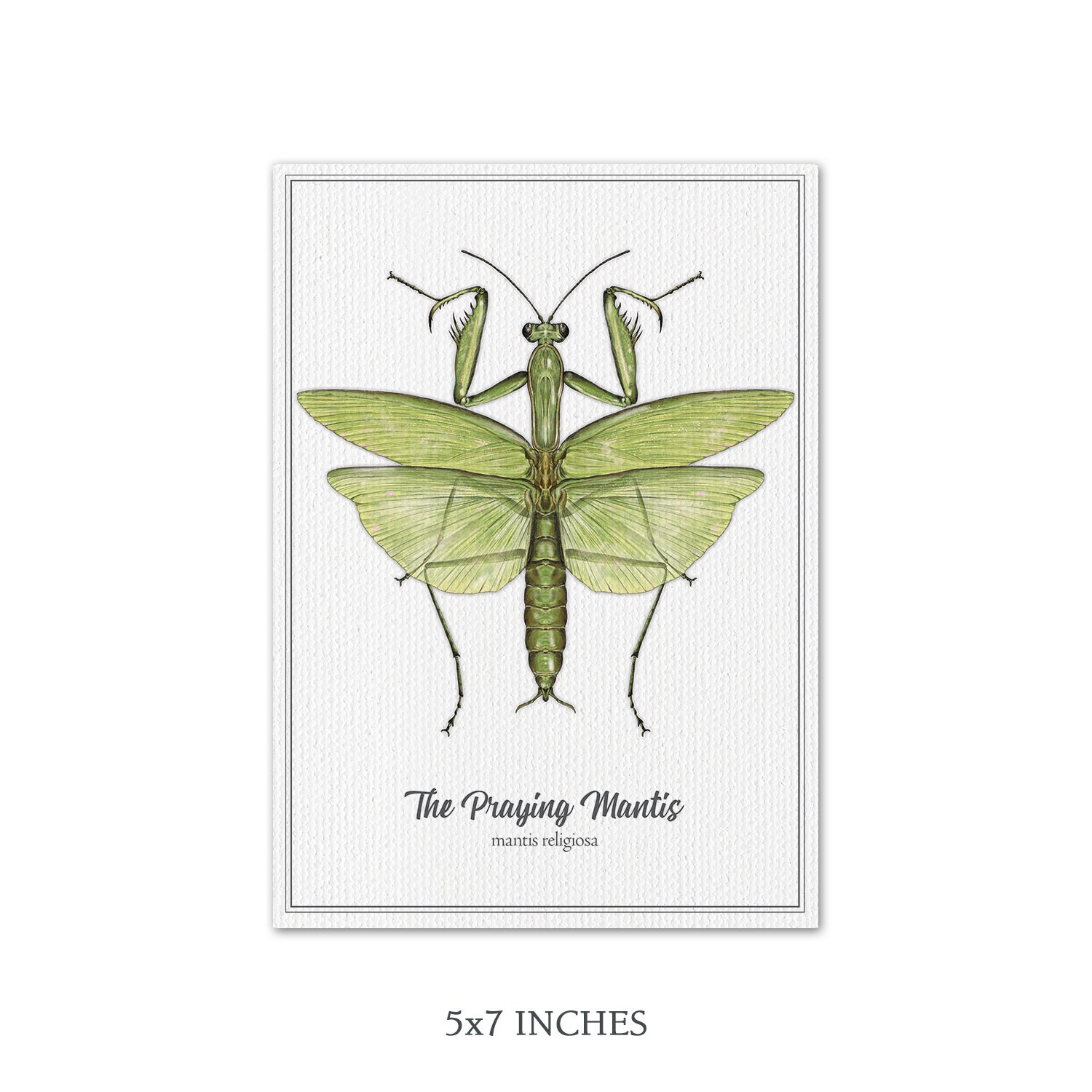 Praying Mantis Illustration Vintage, Modern, or Scientific Illustration ...