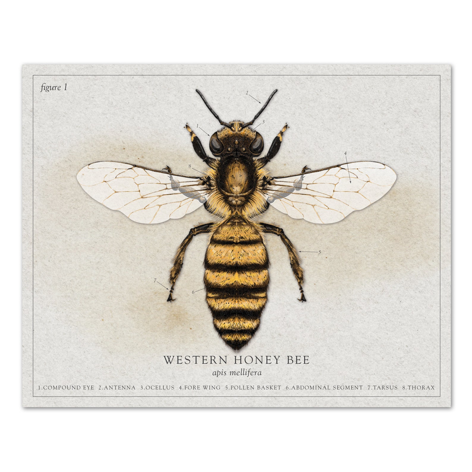 Western Honey Bee - Vintage, Modern, Antique, Scientific Illustration ...
