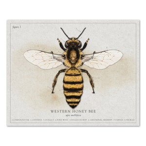 Western Honey Bee - Vintage, Modern, Antique, Scientific Illustration ...