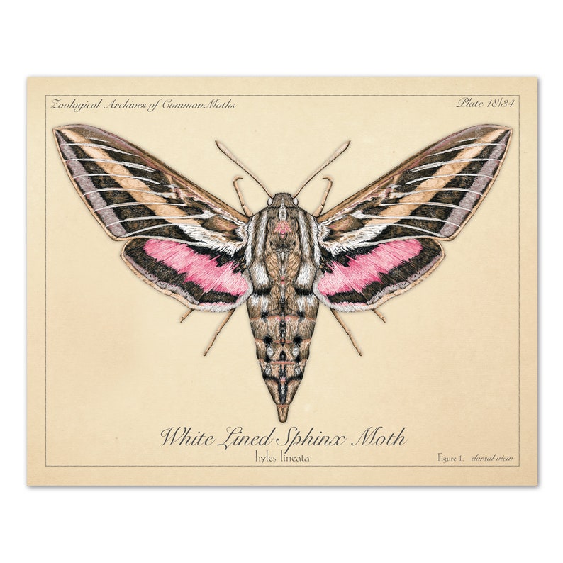 White Lined Sphinx Moth - Vintage, Modern, Antique, Scientific ...