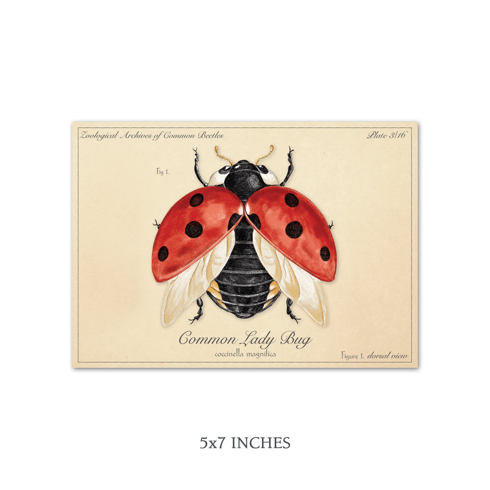 Common Ladybug Illustration Vintage Modern or Scientific - Etsy