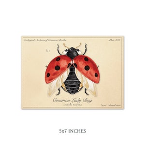 Common Ladybug Illustration Vintage Modern or Scientific - Etsy