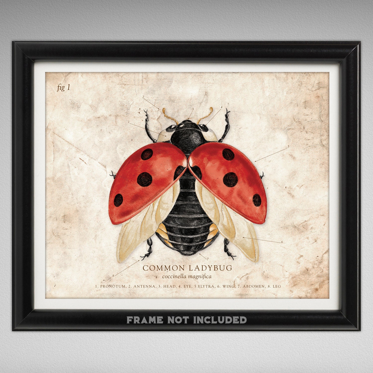 Ladybug Vintage Style Scientific Illustration 8x10 or 16x20 - Etsy