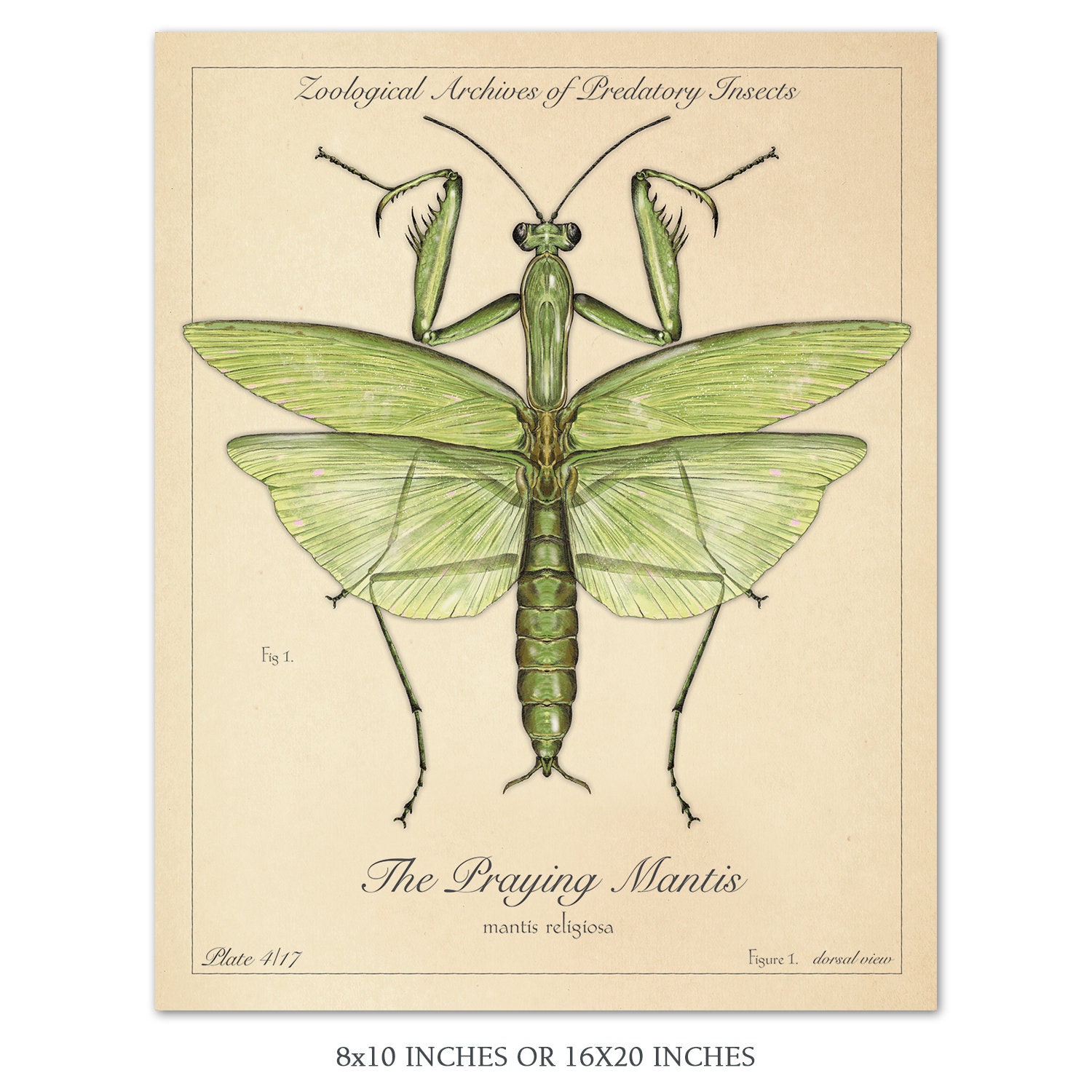 Praying Mantis Illustration Vintage, Modern, or Scientific Illustration ...