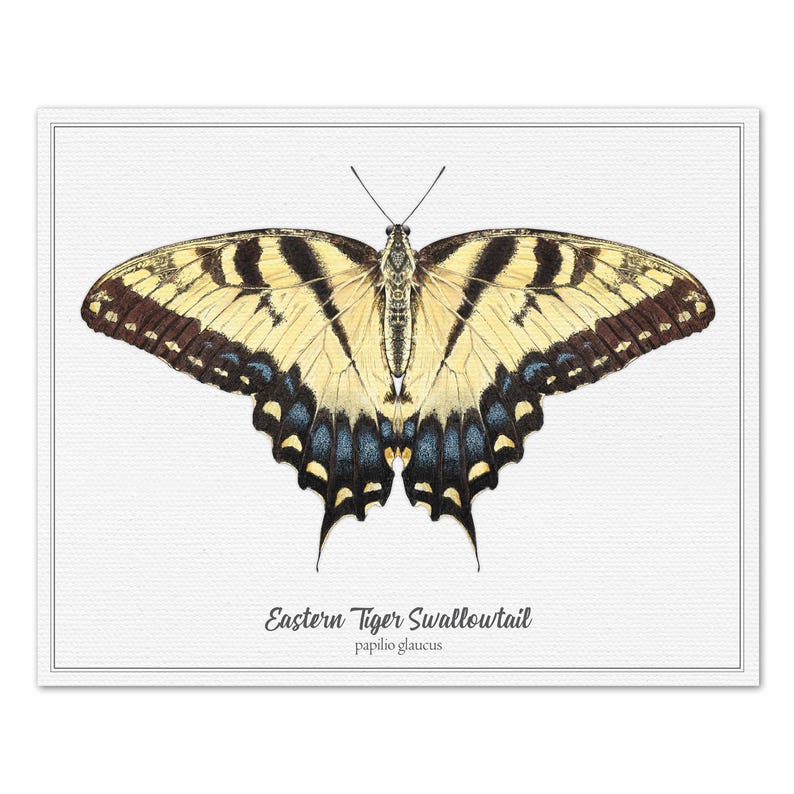 Eastern Tiger Swallowtail Butterfly - Vintage, Modern, Antique ...