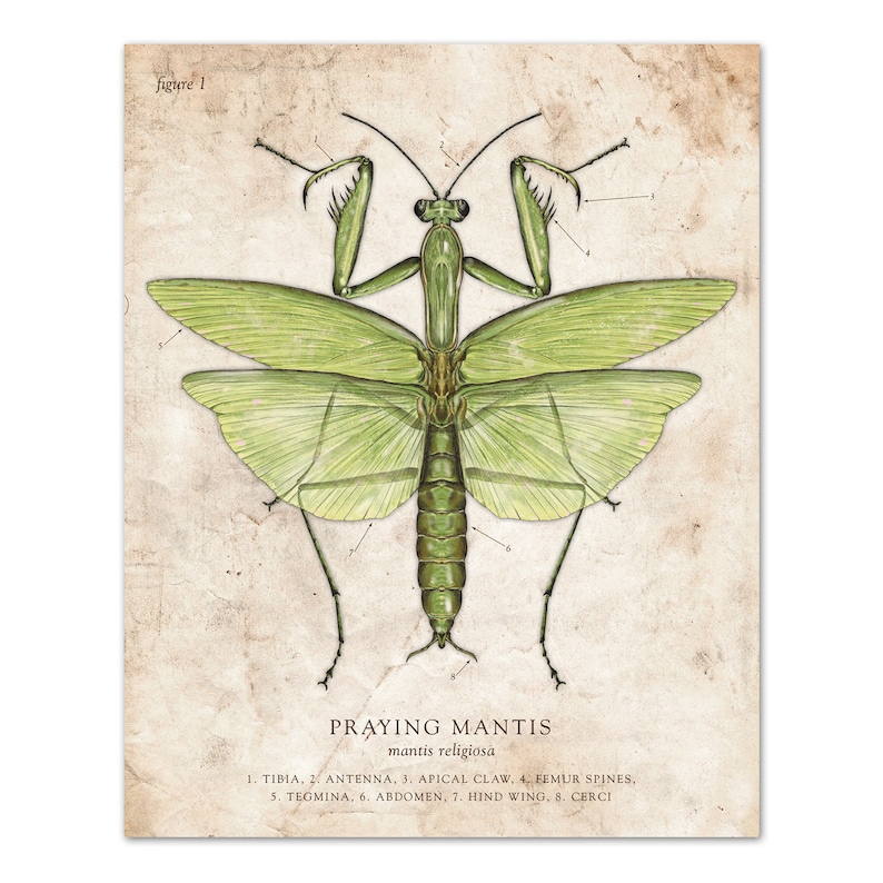 Praying Mantis Illustration - Vintage, Modern, Antique, Scientific ...