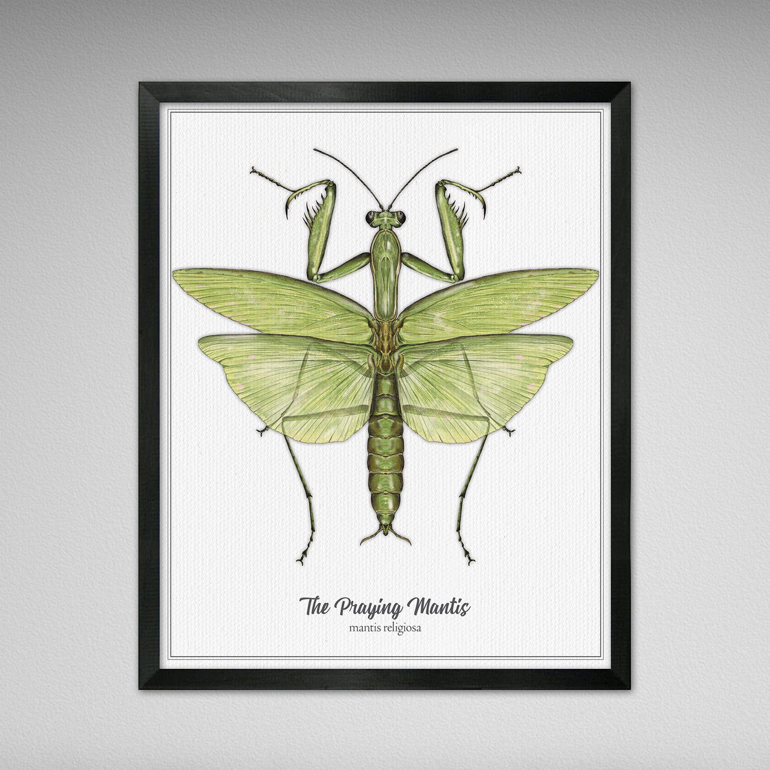 Praying Mantis Illustration - Vintage, Modern, Antique, Scientific ...
