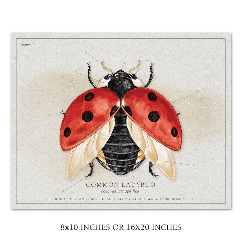 Common Ladybug Illustration Vintage Modern or Scientific - Etsy