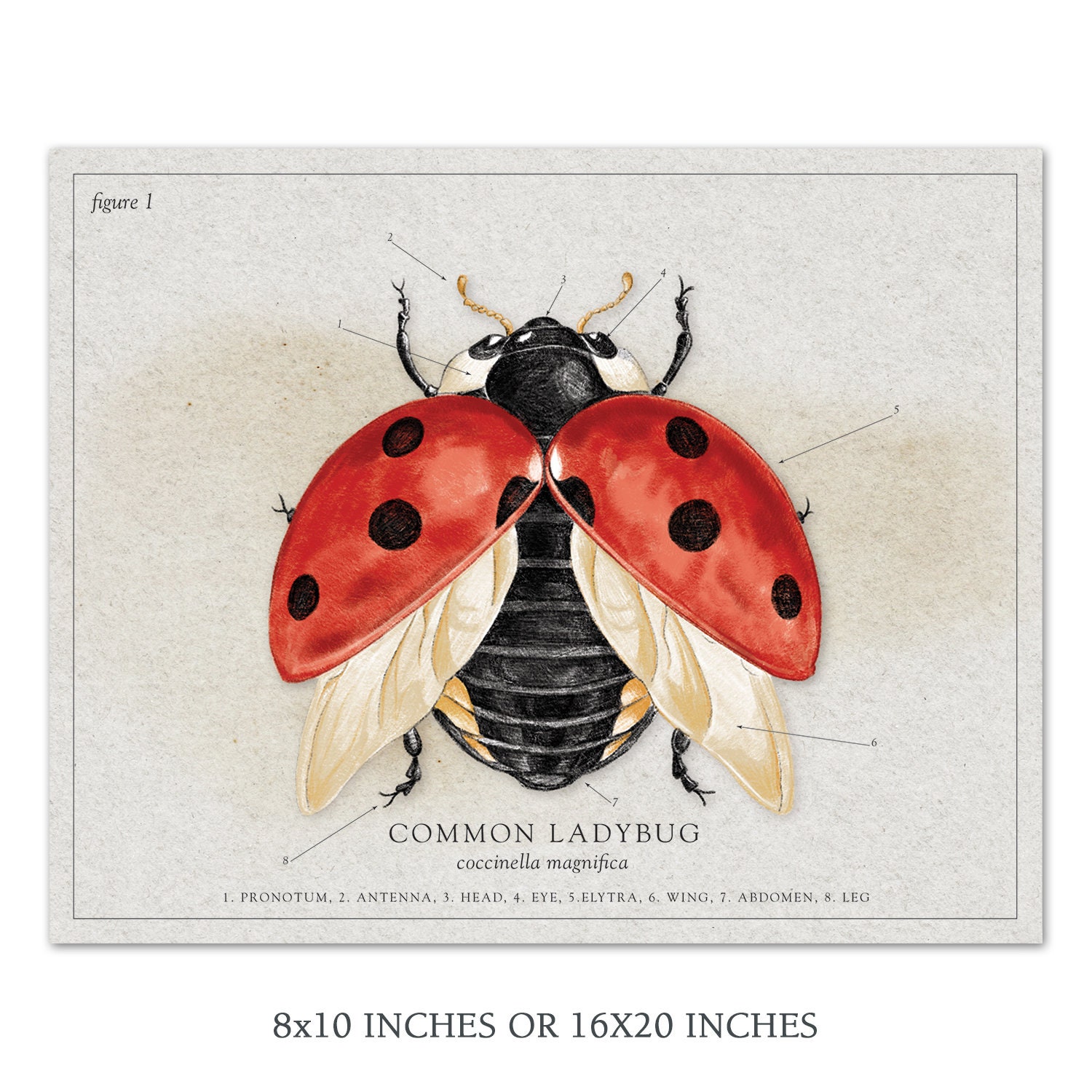 Common Ladybug Illustration Vintage Modern or Scientific - Etsy