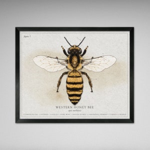 Western Honey Bee - Vintage, Modern, Antique, Scientific Illustration ...