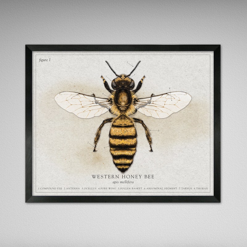 Scientific Illustration Prints - Etsy