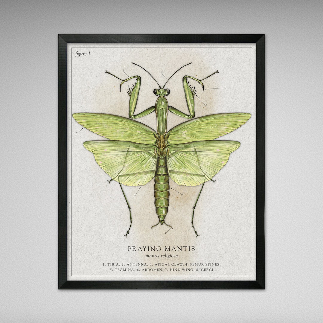 Praying Mantis Illustration - Vintage, Modern, Antique, Scientific ...