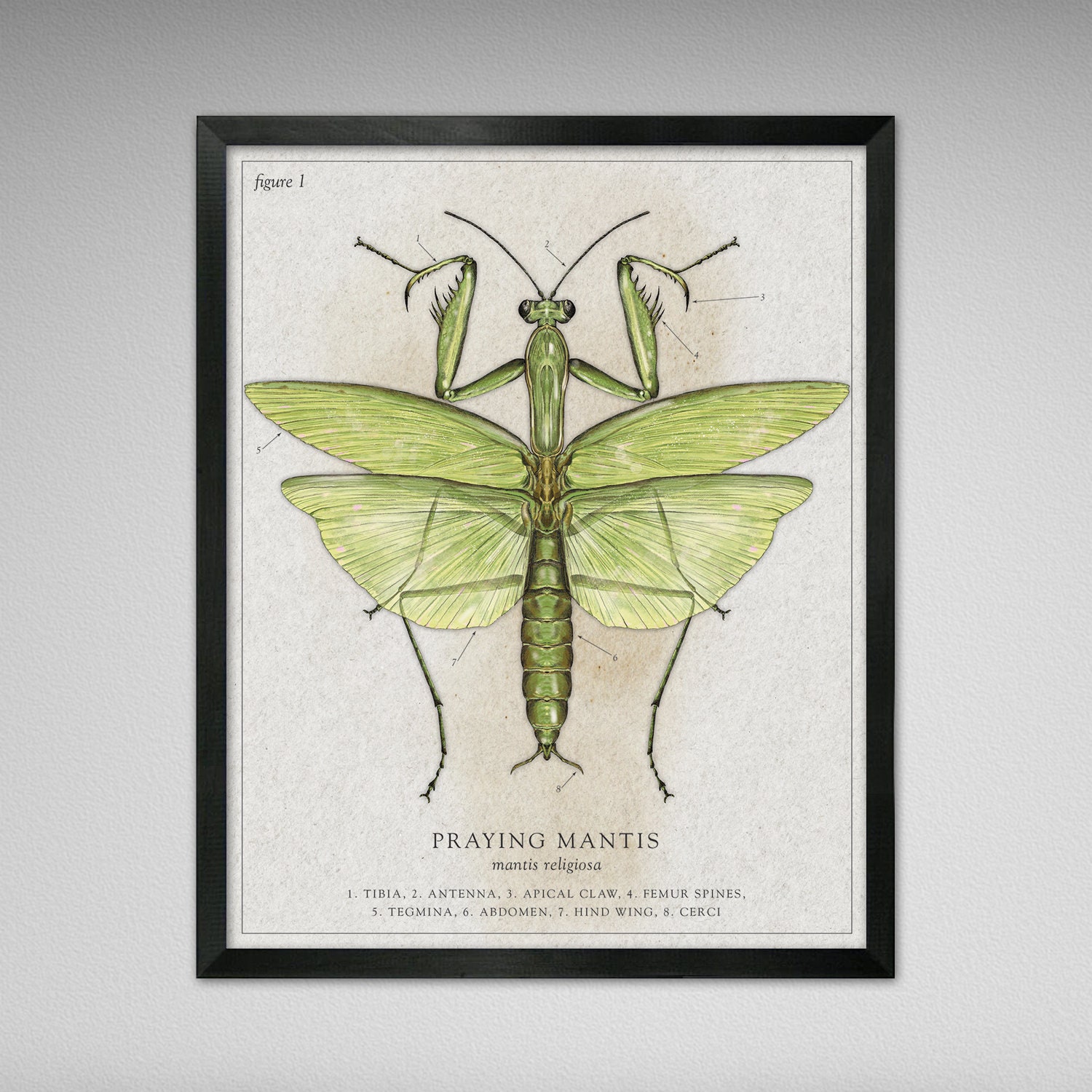 Praying Mantis Illustration - Vintage, Modern, Antique, Scientific ...