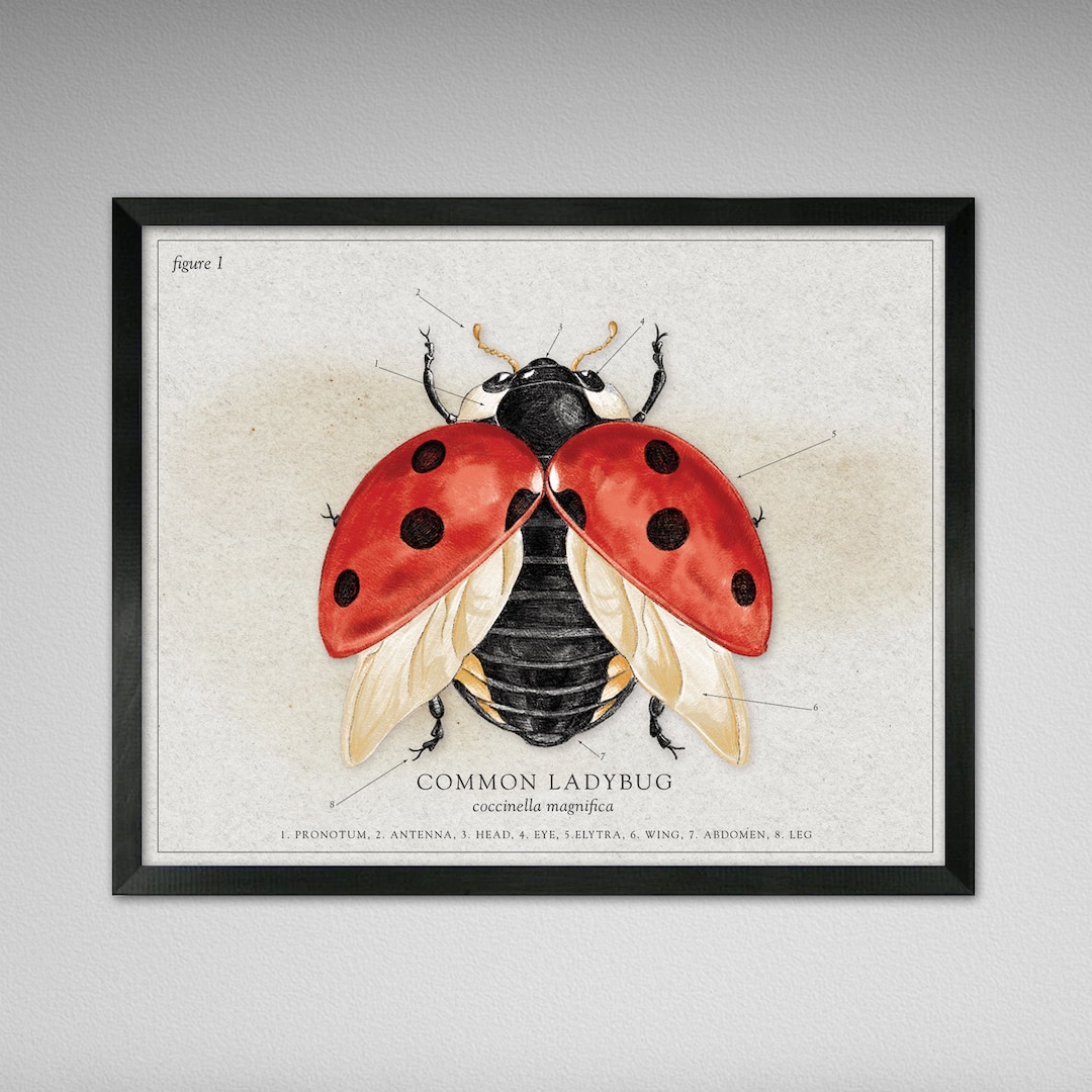 Common Ladybug Illustration - Vintage, Modern, Antique, Scientific ...