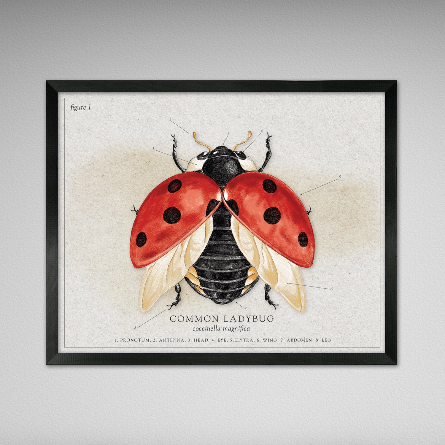 Common Ladybug Illustration Vintage Modern or Scientific - Etsy