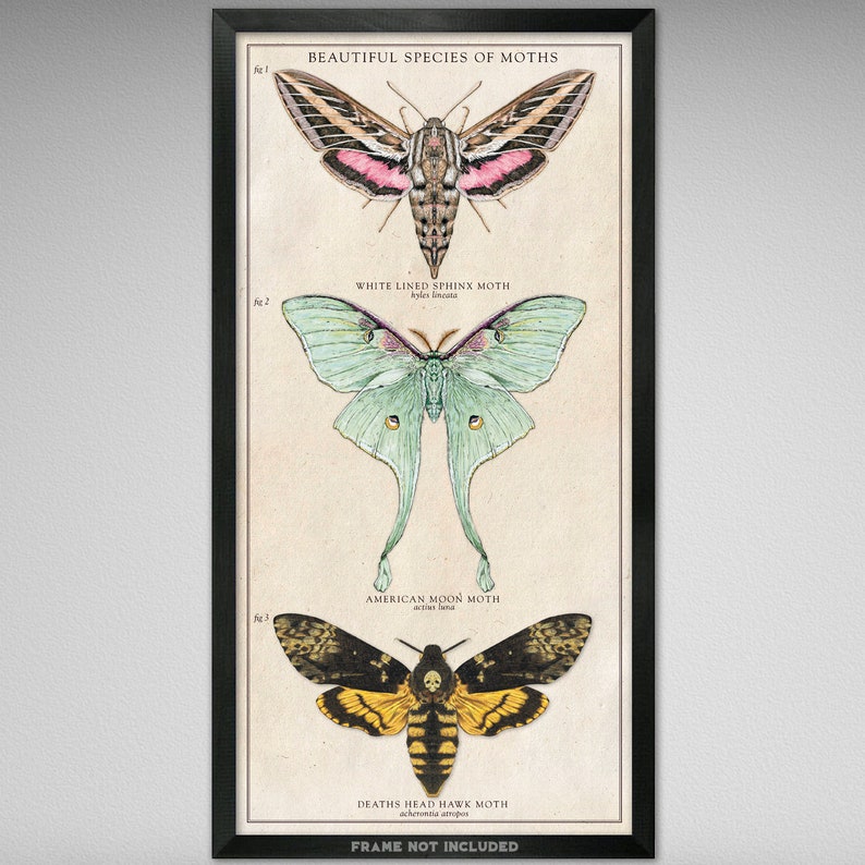 Beautiful Species of Moths - Vintage Style Scientific Illustration ...