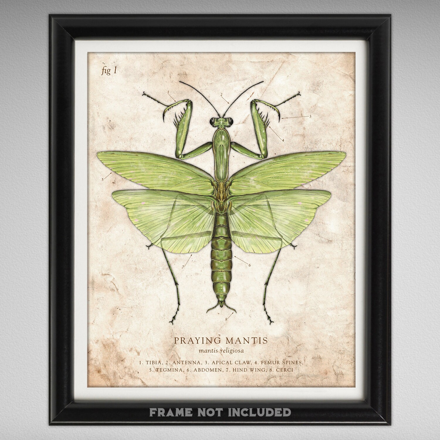 Praying Mantis Vintage Style Scientific Illustration 8x10 - Etsy