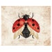 Ladybug Vintage Style Scientific Illustration 8x10 or 16x20 - Etsy