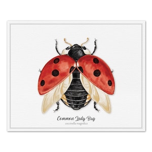 Common Ladybug Illustration - Vintage, Modern, Antique, Scientific ...