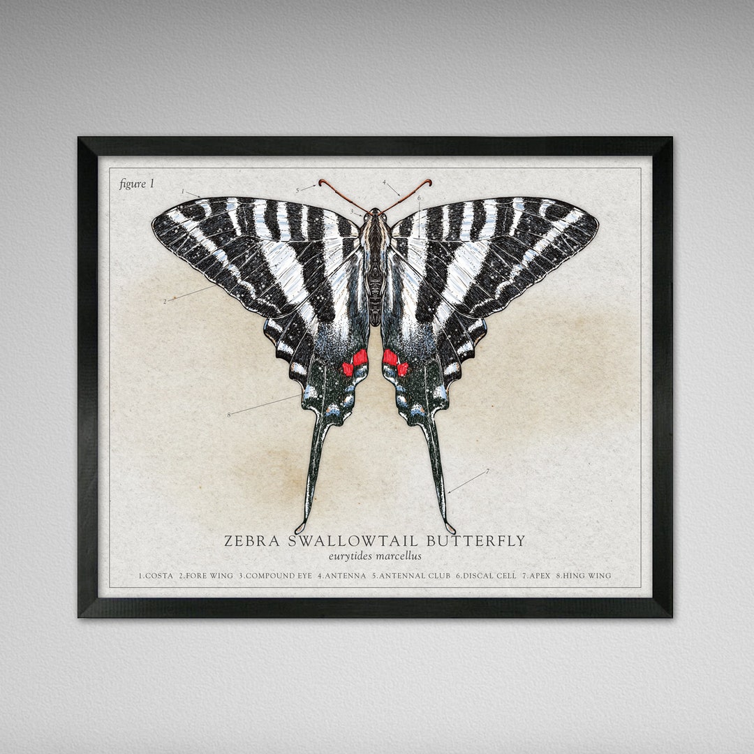 Zebra Swallowtail Butterfly - Vintage, Modern, Antique, Scientific ...