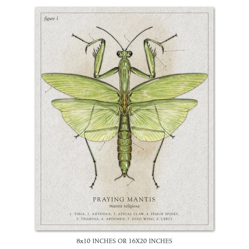 Praying Mantis Illustration Vintage, Modern, or Scientific Illustration ...