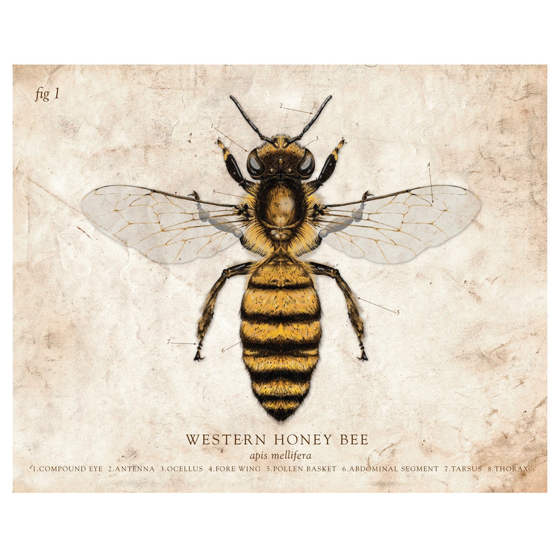 Western Honey Bee Vintage Style Scientific Illustration - Etsy