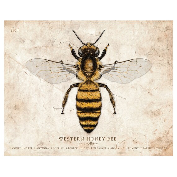 Honey Bee Scientific Illustration