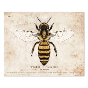Western Honey Bee - Vintage, Modern, Antique, Scientific Illustration ...