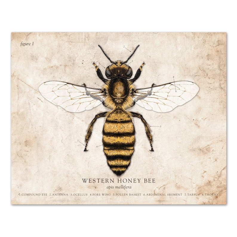 Western Honey Bee - Vintage, Modern, Antique, Scientific Illustration ...