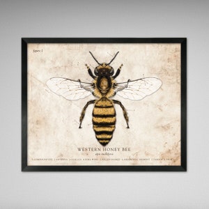 Western Honey Bee - Vintage, Modern, Antique, Scientific Illustration ...