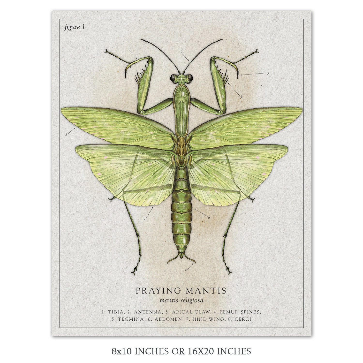 Praying Mantis Illustration Vintage, Modern, Antique, Scientific ...