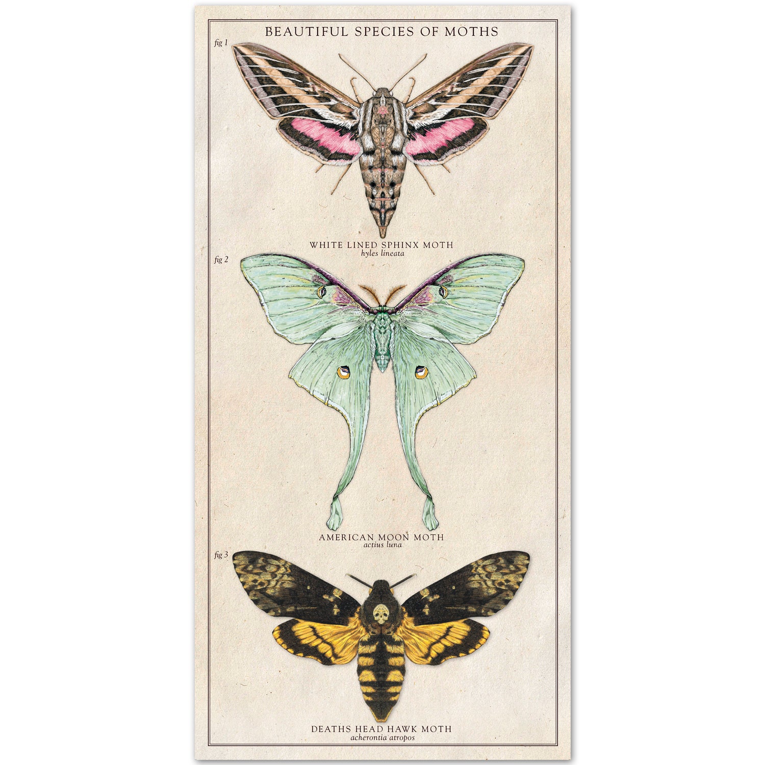 Beautiful Moths