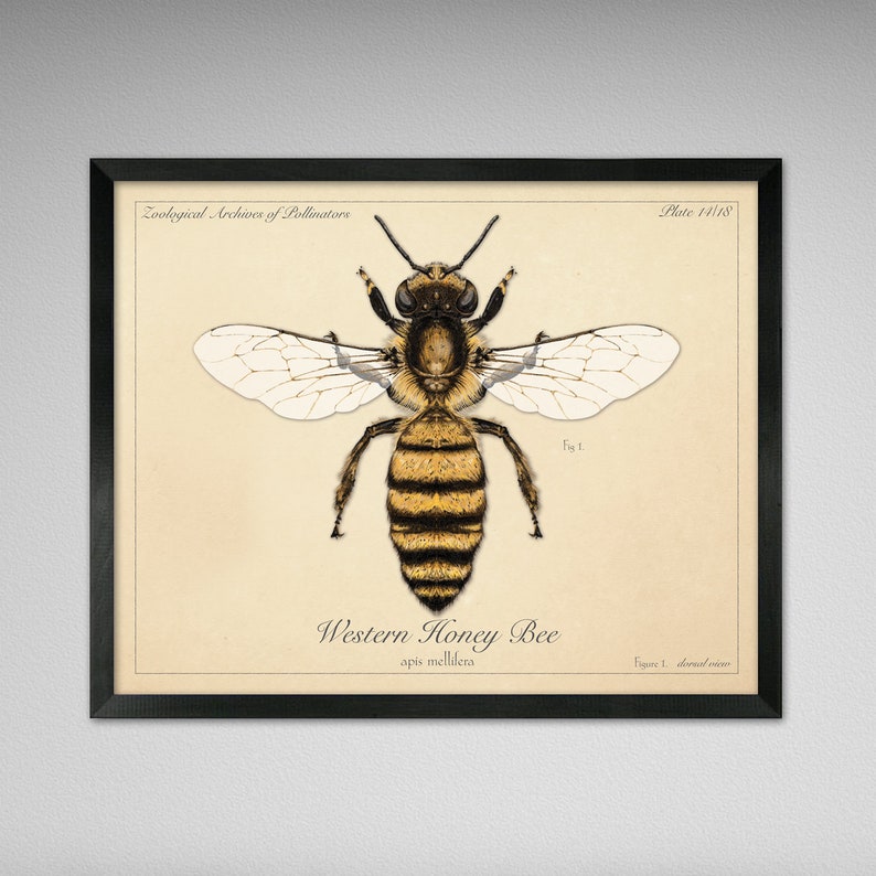 Western Honey Bee - Vintage, Modern, Antique, Scientific Illustration ...
