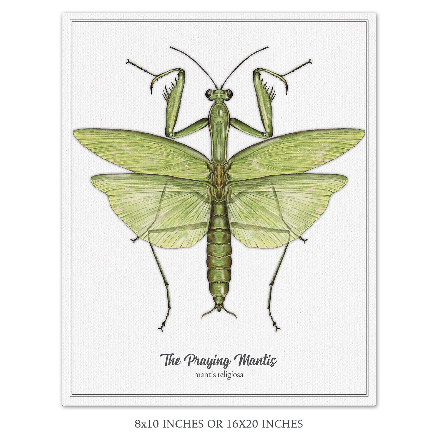 Praying Mantis Illustration Vintage, Modern, Antique, Scientific ...