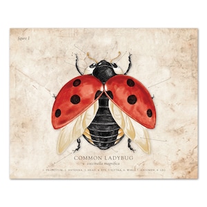 Common Ladybug Illustration - Vintage, Modern, Antique, Scientific ...