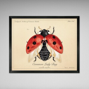 Common Ladybug Illustration - Vintage, Modern, Antique, Scientific ...