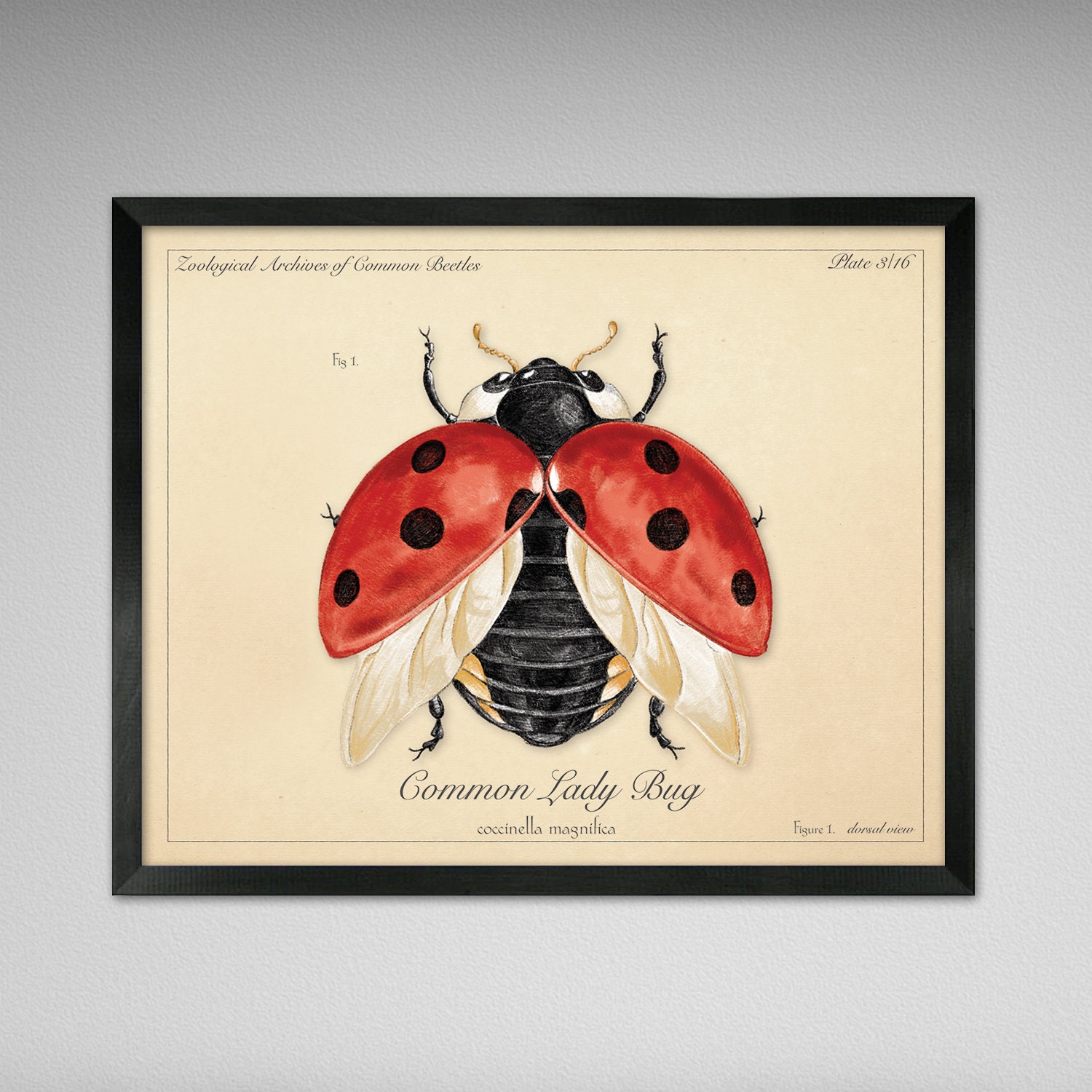 Common Ladybug Illustration Vintage Modern or Scientific - Etsy
