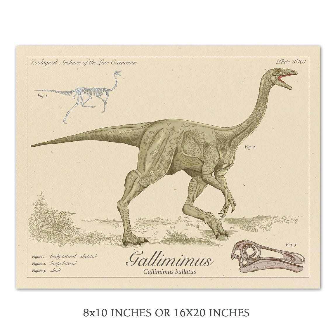 Gallimimus - Dinosaurs of the Cretaceous Period - Scientific Style ...