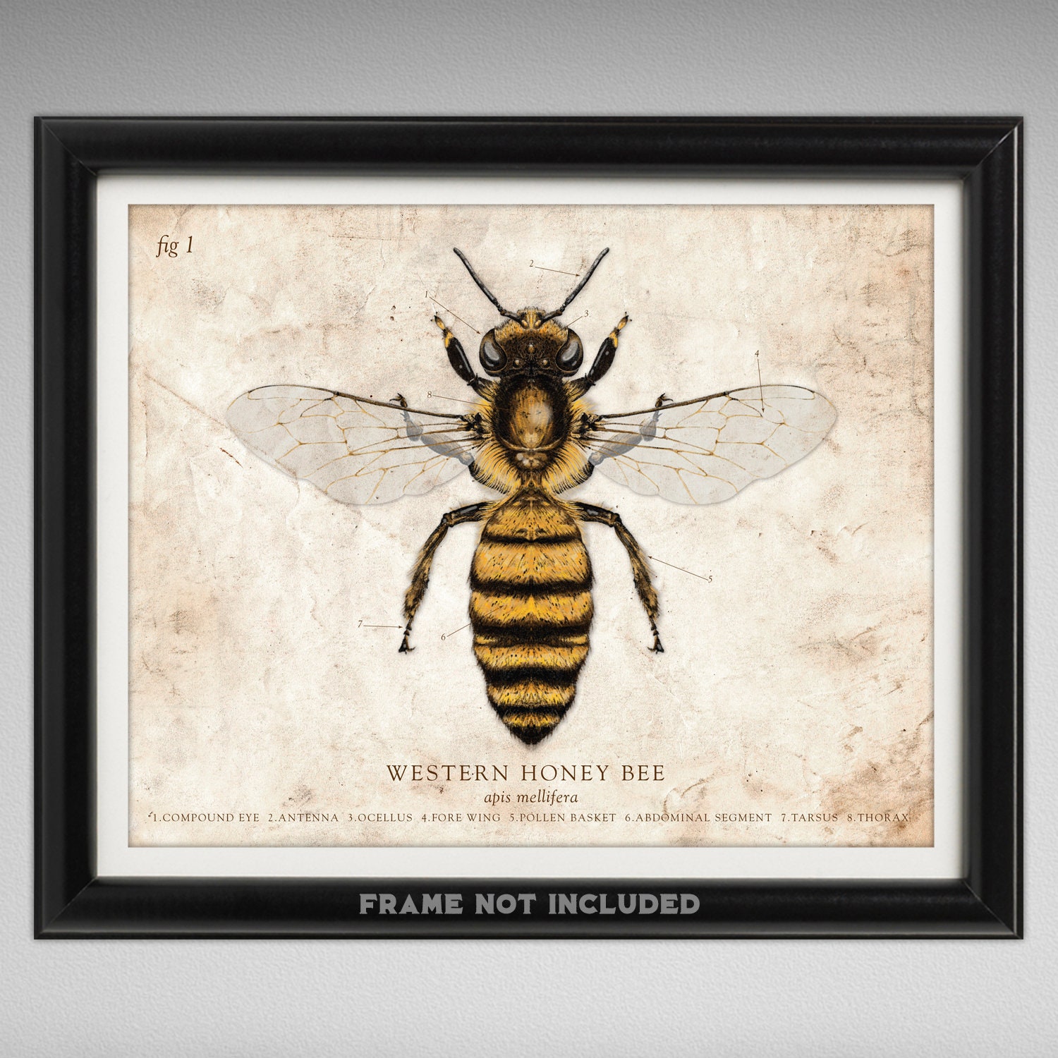 Vintage Honey Bee Illustration