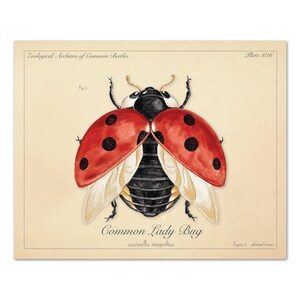 Common Ladybug Illustration - Vintage, Modern, Antique, Scientific ...