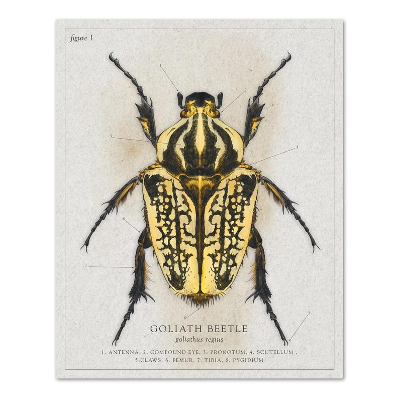 Goliath Beetle - Vintage, Modern, Antique, Scientific Illustration ...