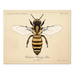 Western Honey Bee - Vintage, Modern, Antique, Scientific Illustration ...