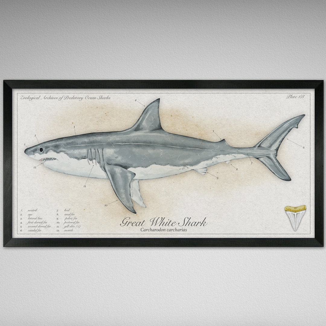Great White Shark - Scientific or Modern Style Illustration - Etsy