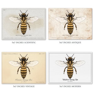 Western Honey Bee - Vintage, Modern, Antique, Scientific Illustration ...