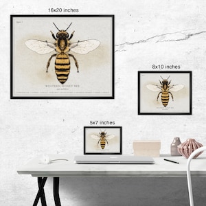 Western Honey Bee - Vintage, Modern, Antique, Scientific Illustration ...
