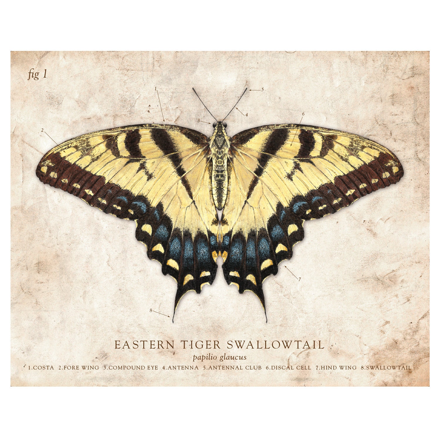 Eastern Tiger Swallowtail Butterfly Vintage Style Scientific - Etsy