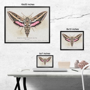White Lined Sphinx Moth - Vintage, Modern, Antique, Scientific ...