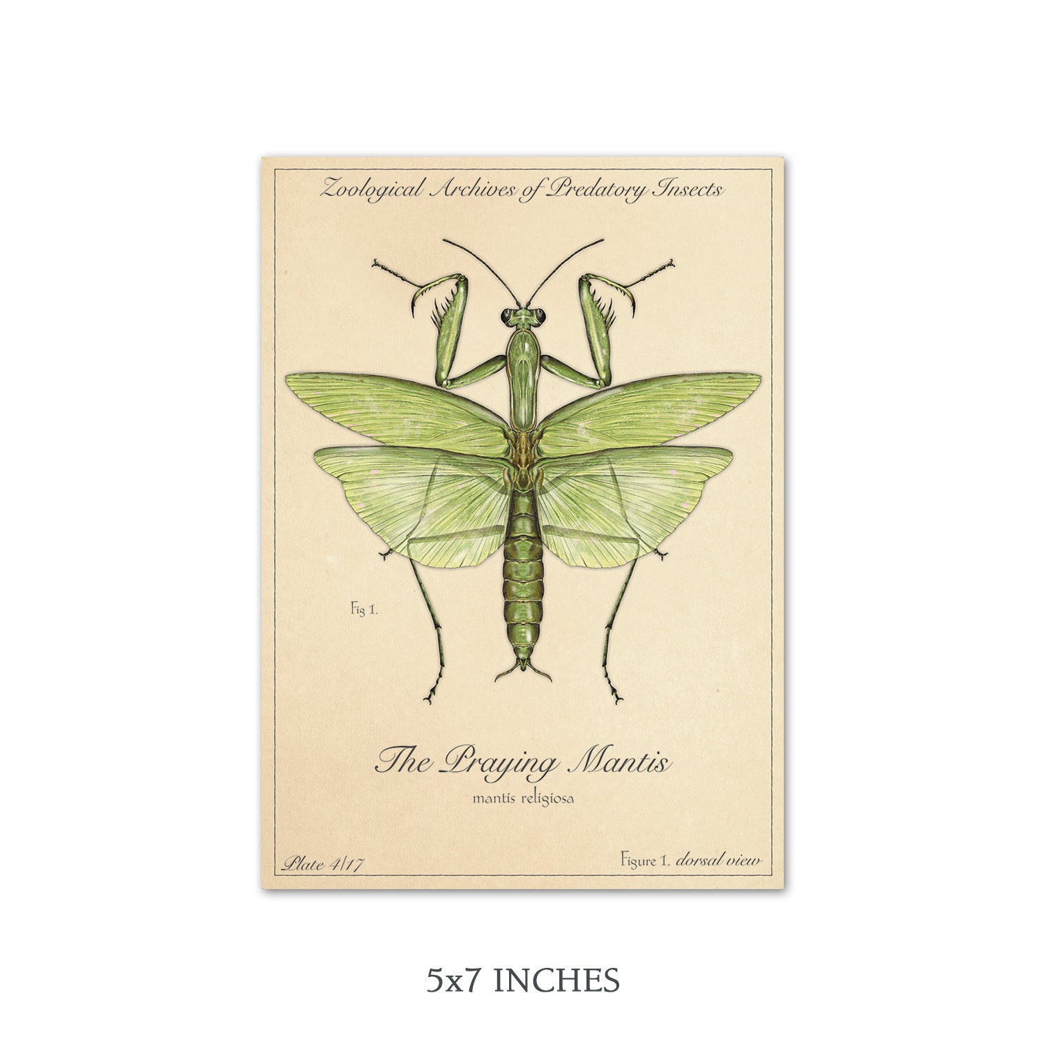 Praying Mantis Illustration Vintage, Modern, or Scientific Illustration ...